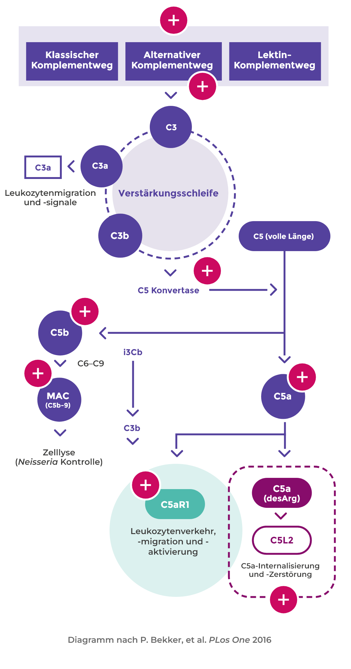 Krankheitsmechanismus | Understanding AAV